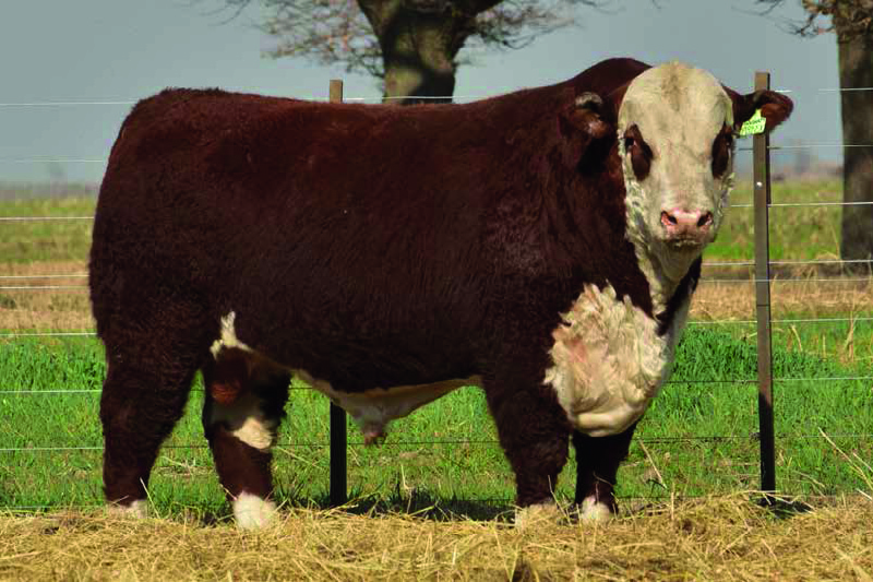 MANDÓN – Centro Genético