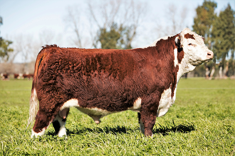 PACO – Centro Genético